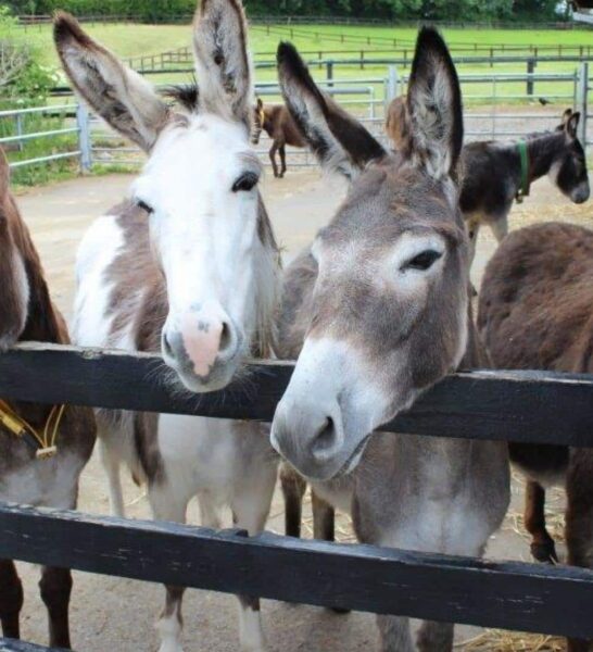 The Donkey Sanctuary | Best Things To Do In Cork | Imperial Hotel